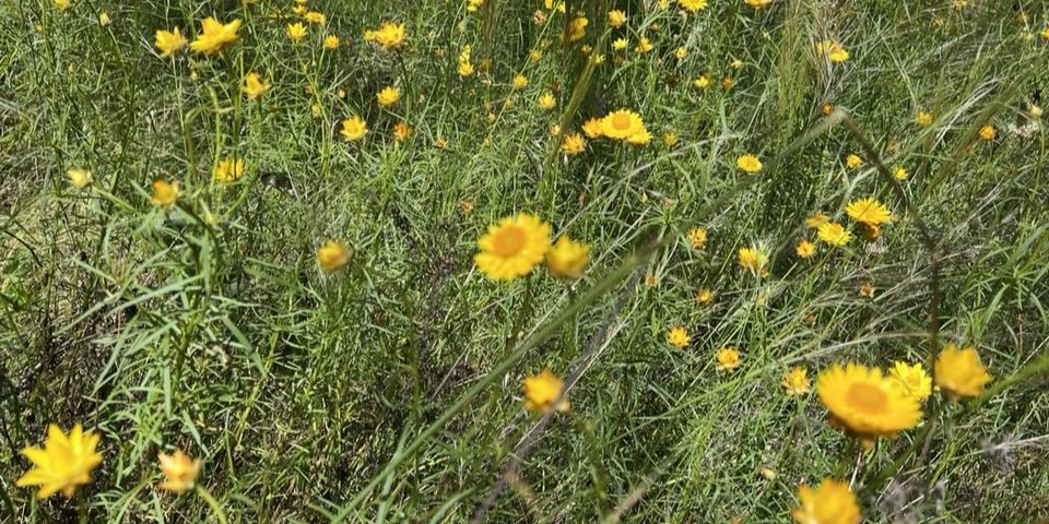 TALK: Ngunawal Seasons - HDO 24, Tharwa Dr, Tharwa ACT 2620, Australia ...