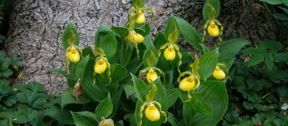 Getting to Know Native Orchids, Longwood Gardens, Kennett Square, 20 ...