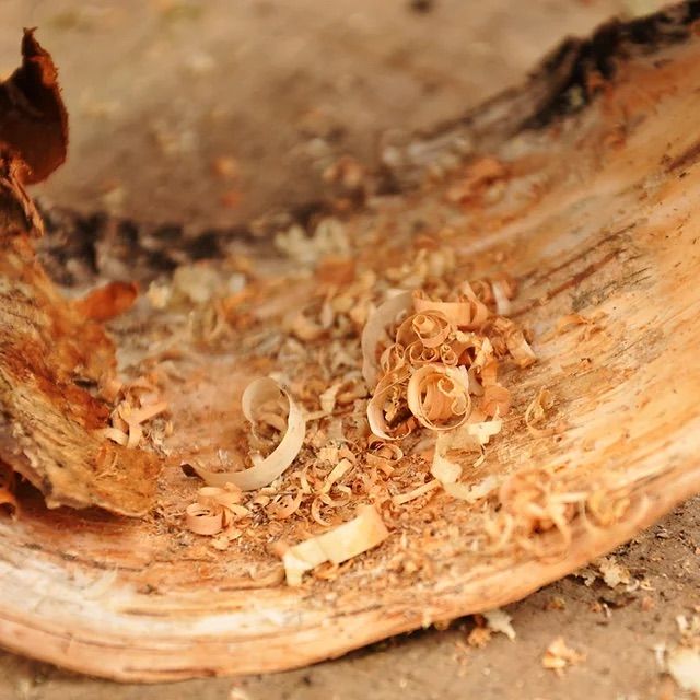 Birchcraft , Green Aspirations Scotland, Callander, April 6 2024 ...