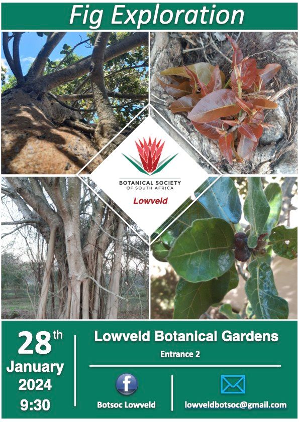 Fig tree species exploration, Lowveld National Botanical Garden ...