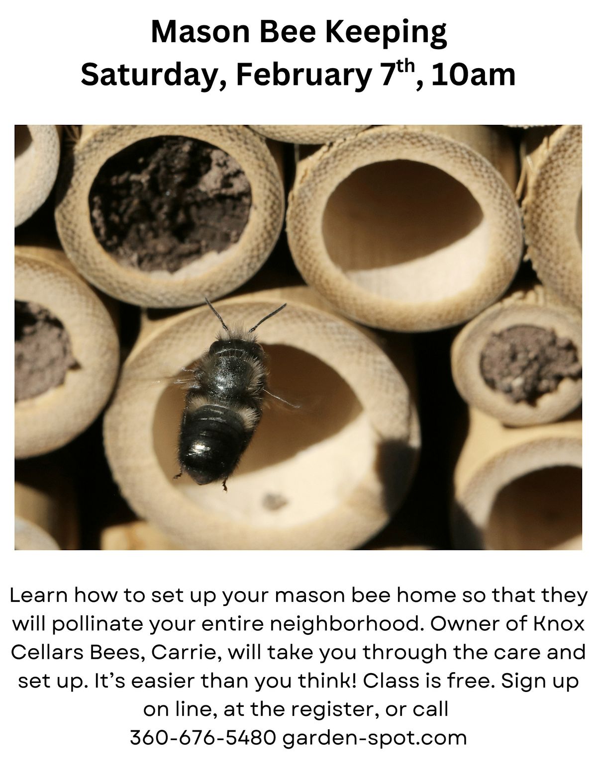 Mason Bee Keeping - Free class (Saturday Febraury 7th, 10am, Bellingham ...