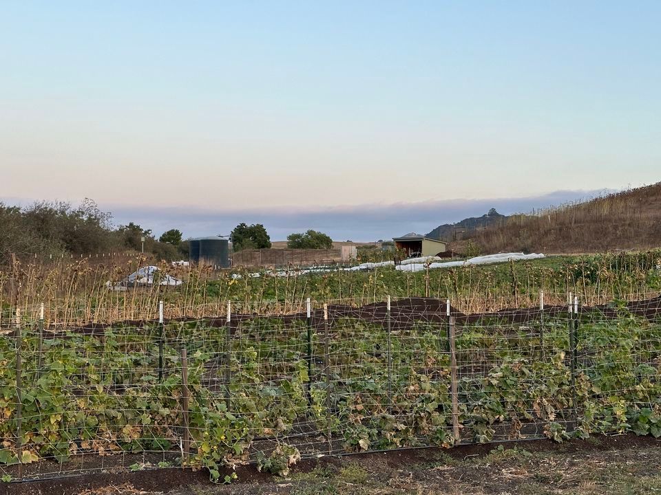 Farm Care: Clear the Field, Firstfruits Farm SLO, San Luis Obispo, 11 ...