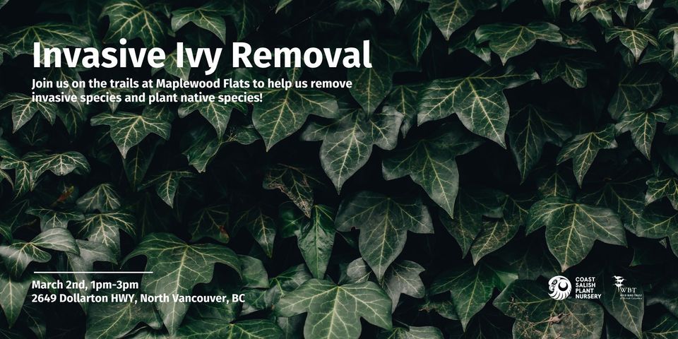 Invasive Ivy Removal, 2649 Dollarton Highway, North Vancouver, BC ...
