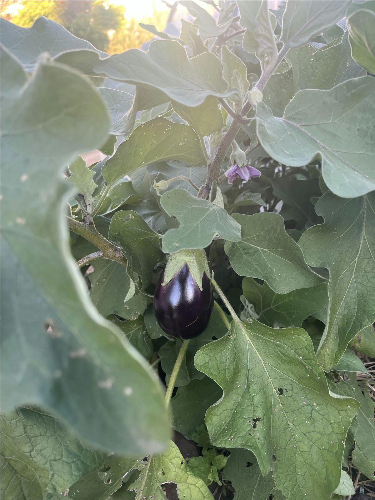 Gardening Bee: Community Gardening on Campus, ANU Kitchen Garden Plot ...