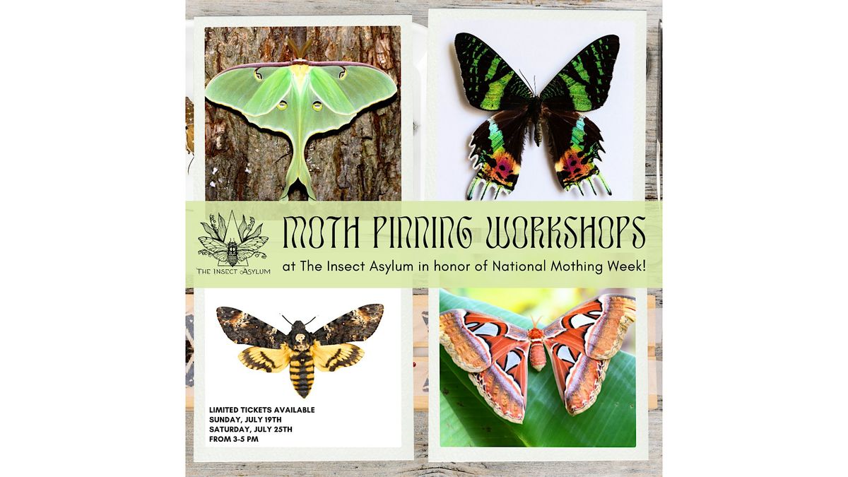 Attend Sunset Moth, Atlas Moth, Death's Head Hawkmoth, Luna Moth ...