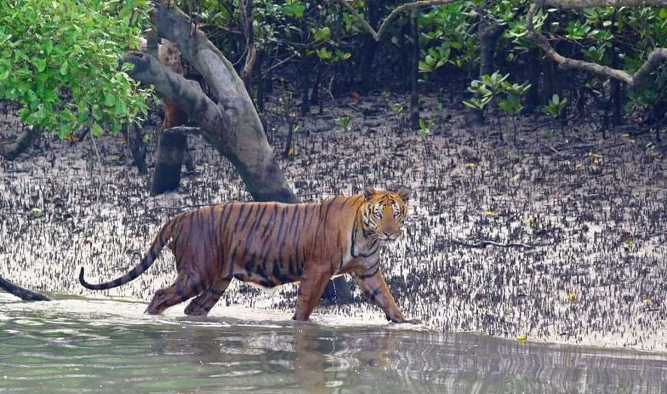 Sundarbans - UNESCO World Heritage and Ramsar Site, Sundarban- সুন্দরবন ...