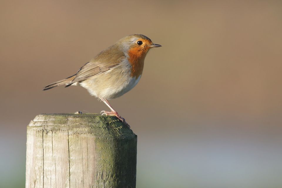 Christmas Robin Activity Trail at RSPB Frampton Marsh, RSPB Frampton ...