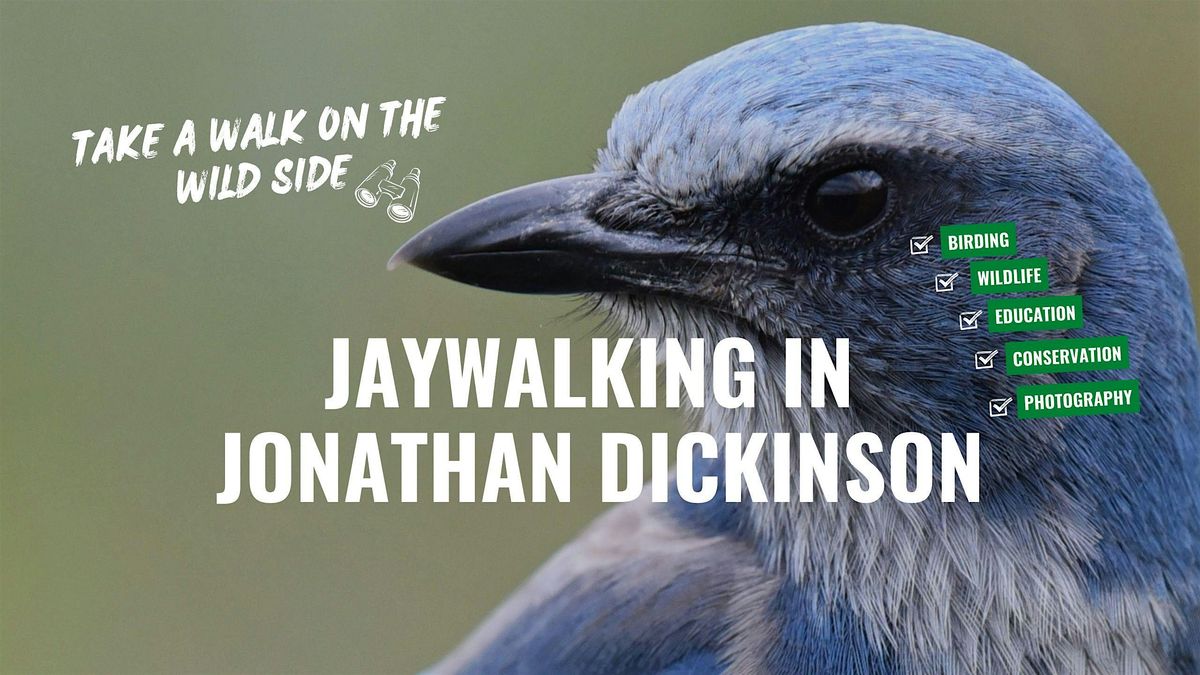 Jaywalking in the Wild: Meet the Florida Scrub Jay, Jonathan Dickinson ...