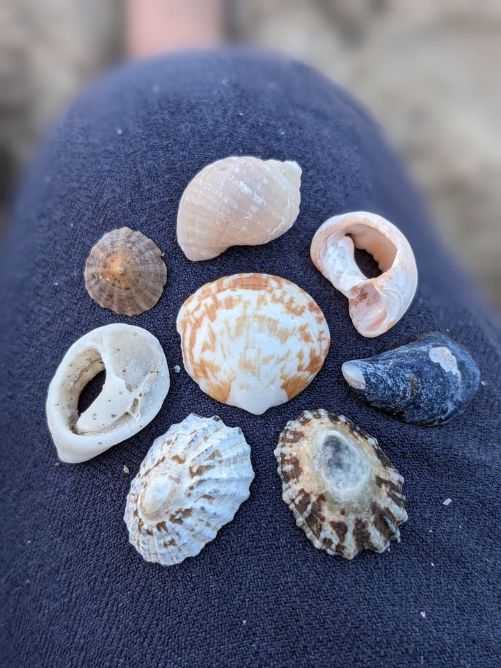 Simply Seashells Art Class, Treetops Newbury, December 4 2023 ...