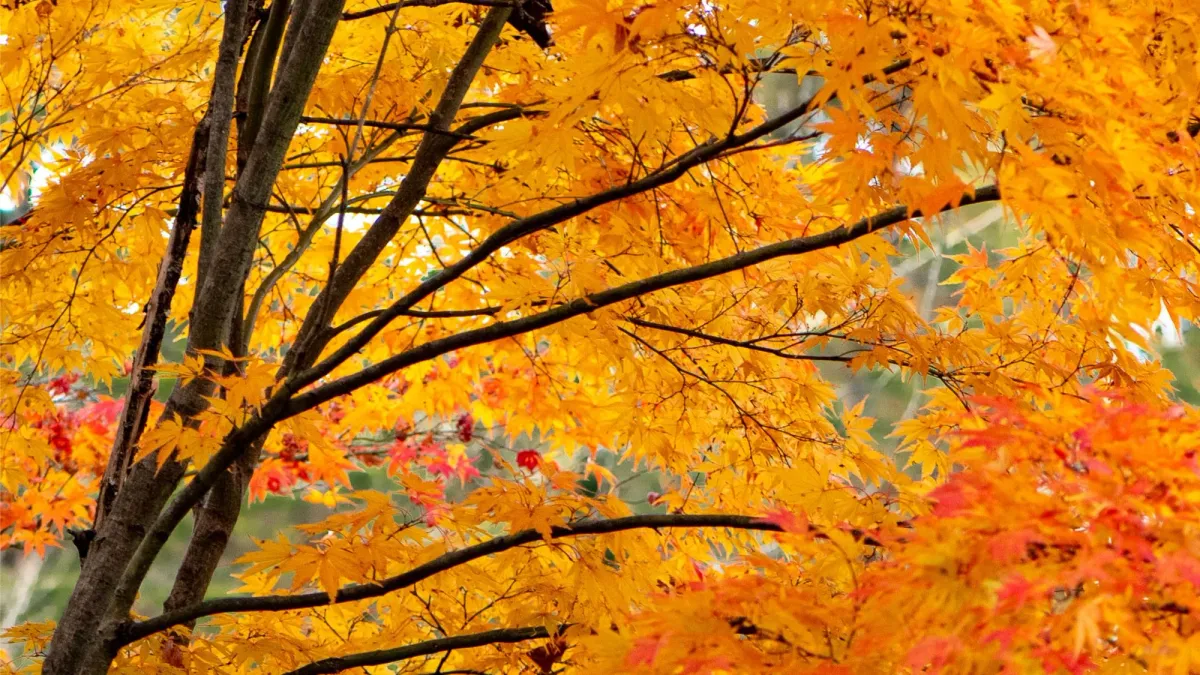 Fall Forest Nature Conneciton Series, 2100 N Harrison Ave, Cary, 8 ...