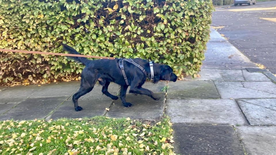 Introduction to mantrailing for pet dogs - York , York, UK, 3 March ...
