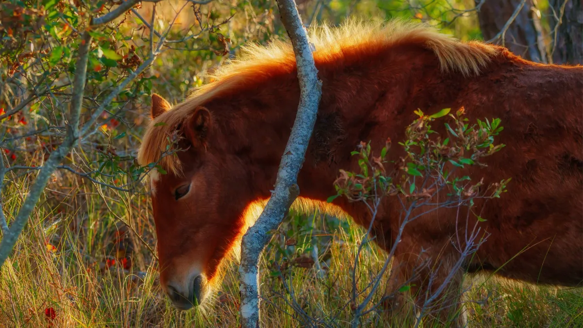 HCPG Explores The Shore - Assateague National Seashore, Blackwater NWR ...