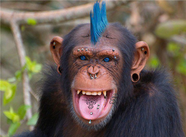 Boondocks Corona Saturday Night 3/4!!! 9 PM! One Less Monkey ...