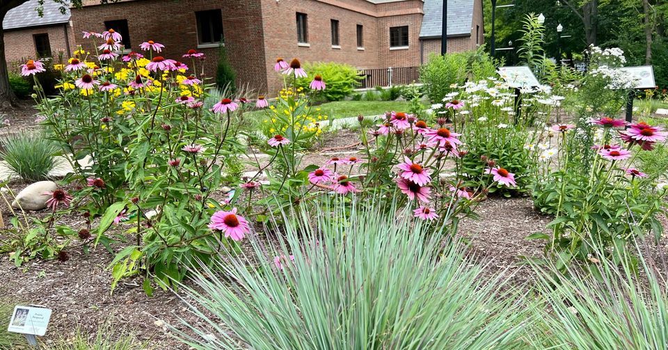 Native Plant Q&A with Dayton Area Wild Ones, Wright Memorial Public ...