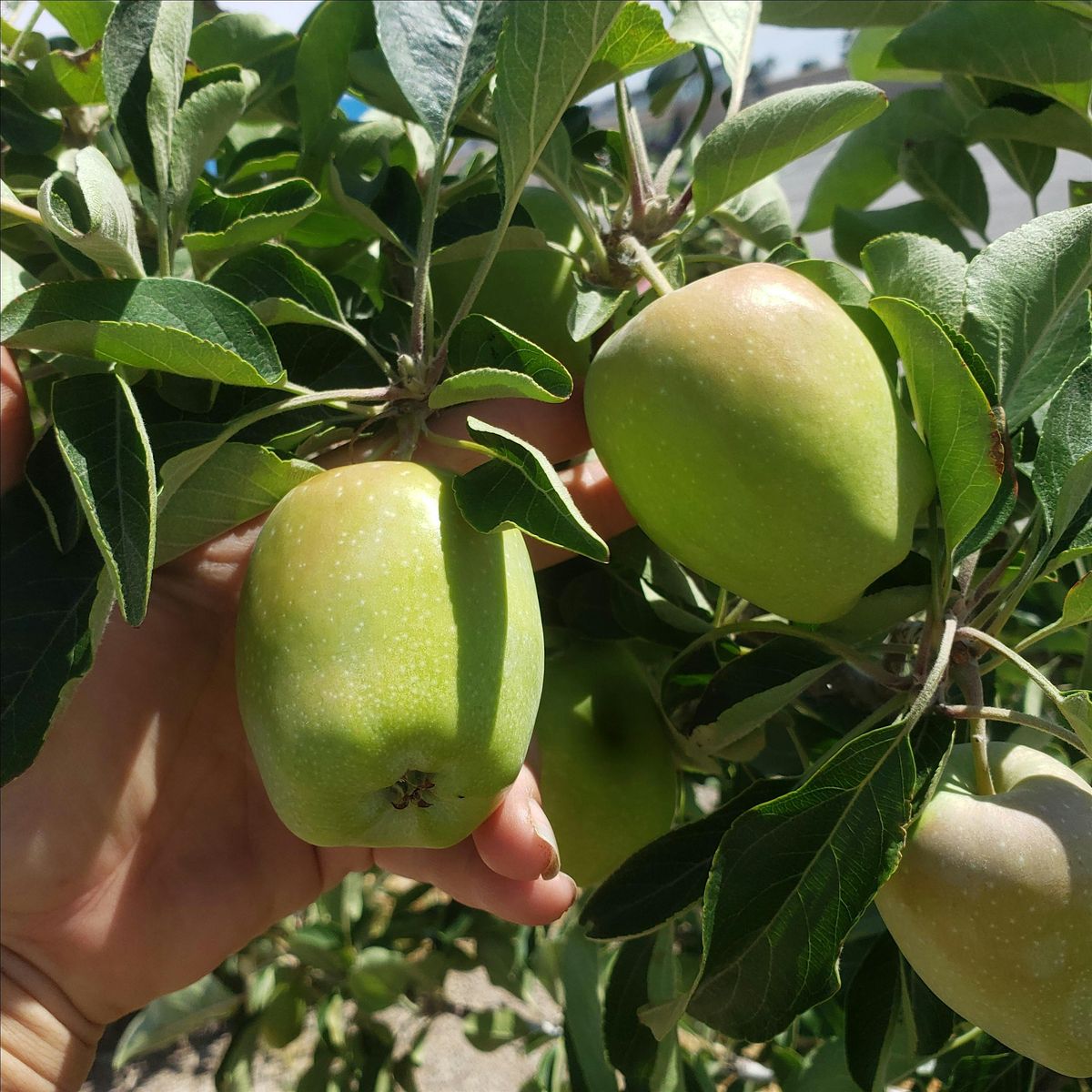 Pruning & Winter Fruit Tree Care for Apples & Pears, 6223 Sun Seed Ct ...