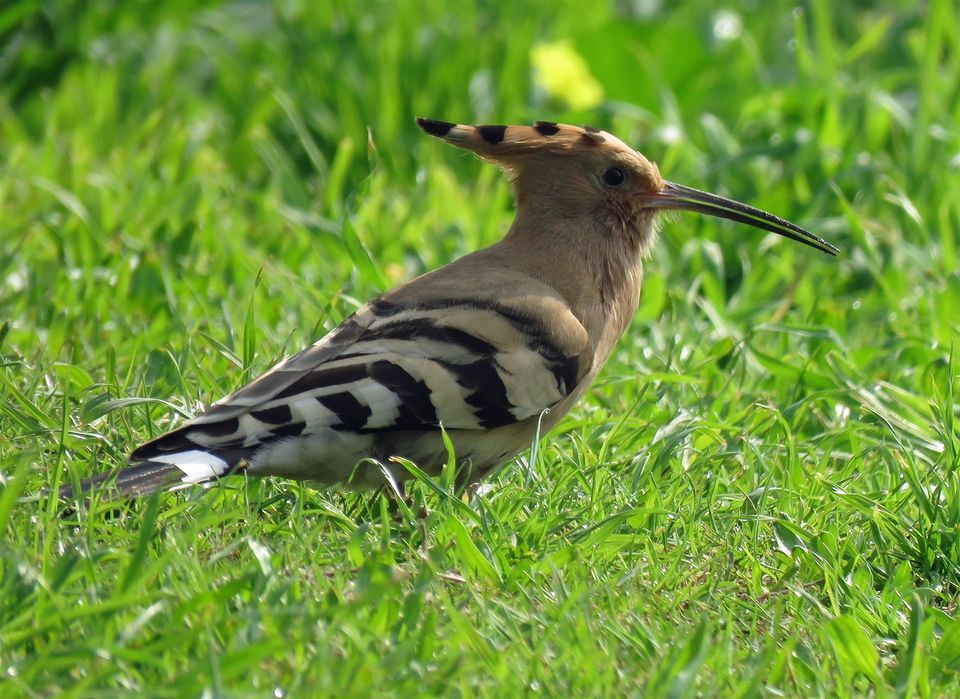 Talk - Wild Kasakhstan by Roger Wardle, Pinchbeck Village Hall ...