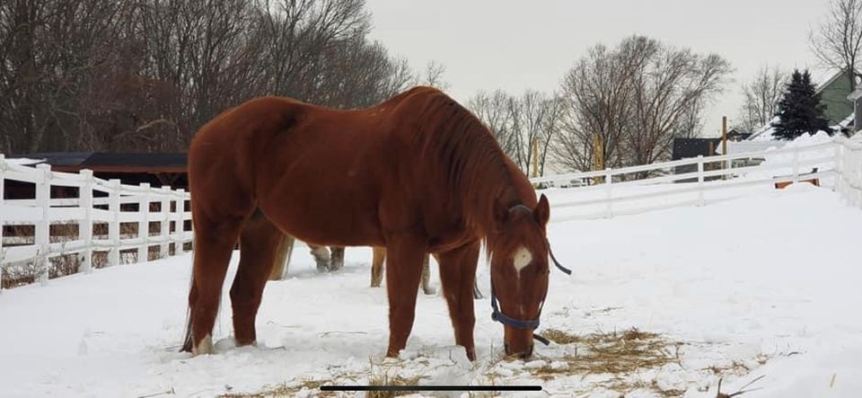 February Vacation Horsemanship Program for Kids! Hands on experience ...