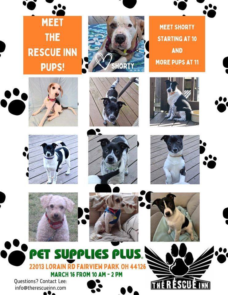 Meet the TRI Dogs! Featuring Shorty & Puppies, Pet Supplies Plus ...