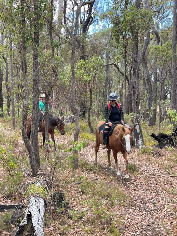 11/2-2 hrs Ranch Sorting/Cattle Training & 1 hr Bushride, S&L Horse ...