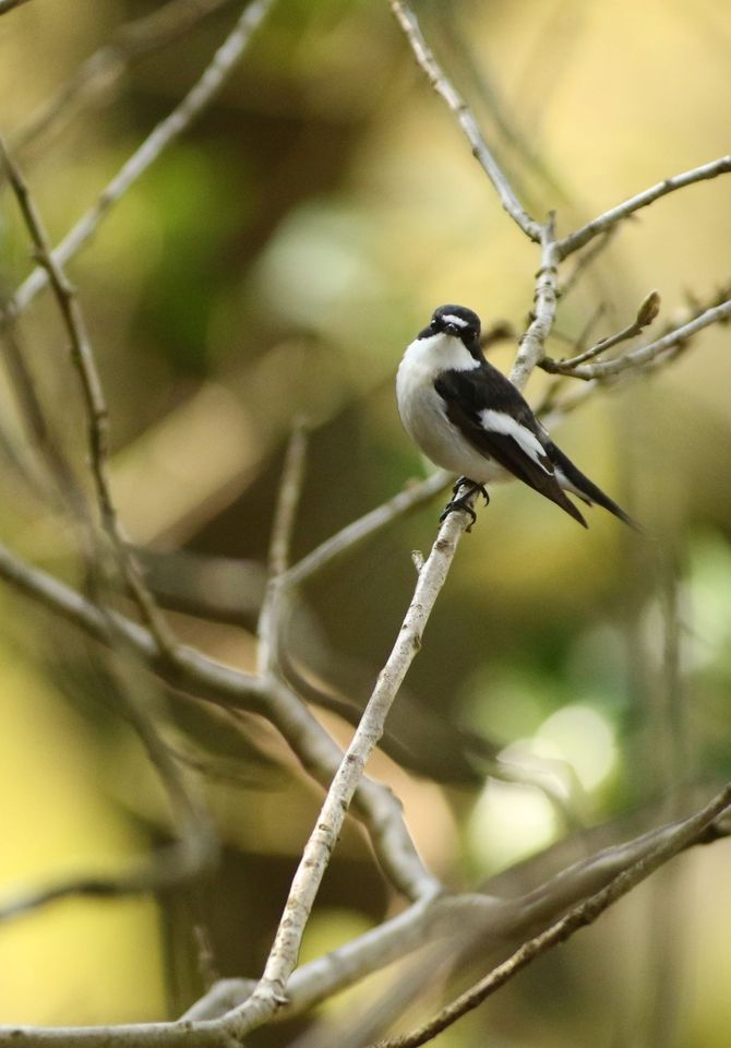 The Birds of Coombes Valley, RSPB Coombes Valley and Consall Woods ...