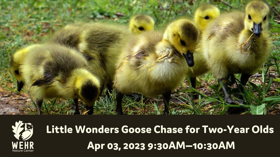 Little Wonders Goose Chase for Two-Year Olds, Wehr Nature Center ...