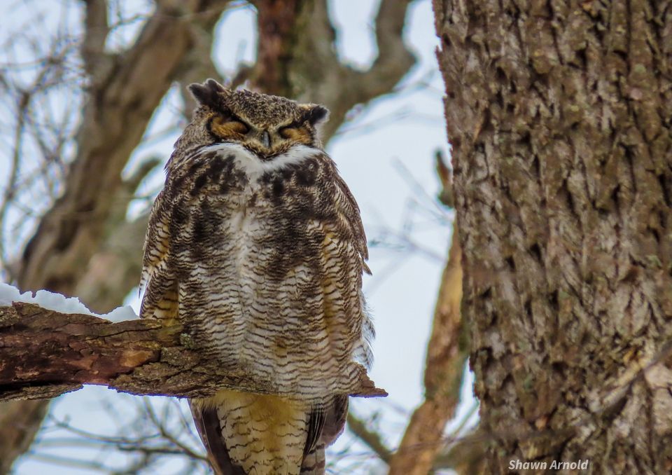 Owl Hike, Riverbend Park, Findlay, January 14 2024 | AllEvents.in