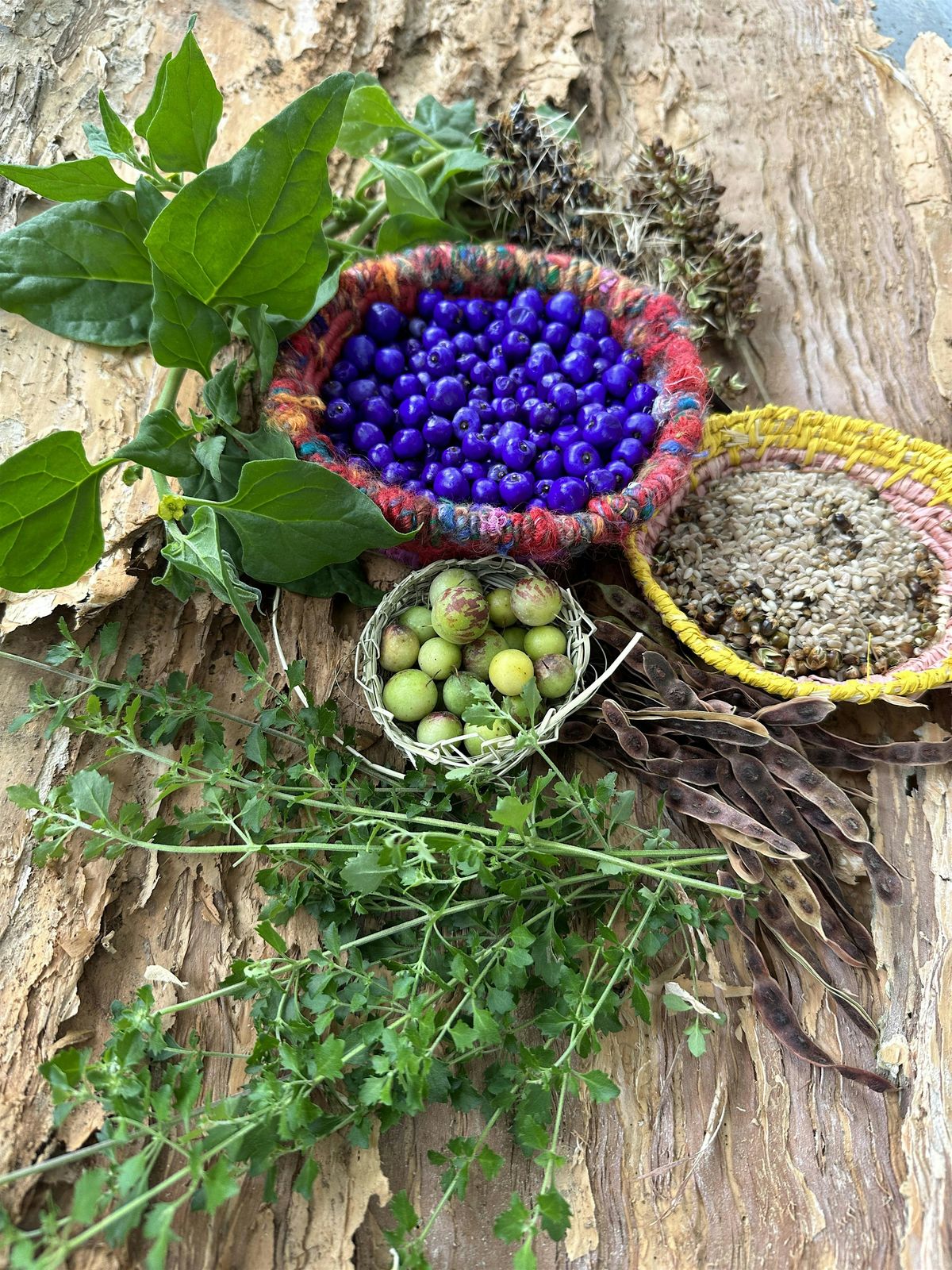 Aboriginal Bushfood Walk - 9 June, Joseph Banks Native Plant Reserve ...