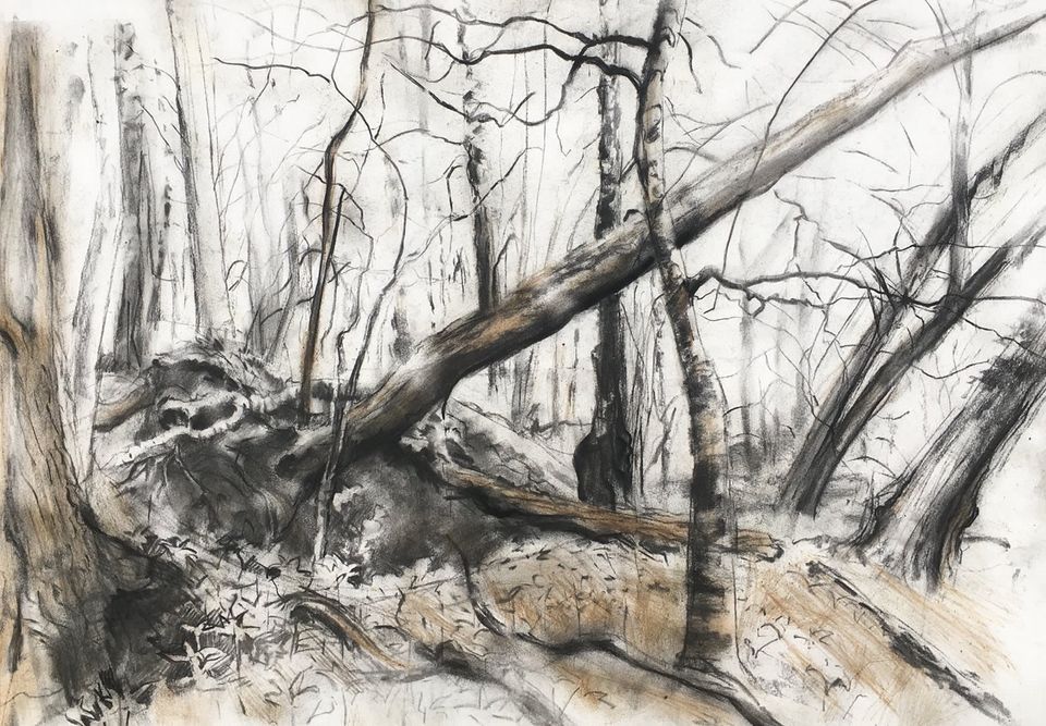 Drawing Trees Expressively with Fiona McIntyre , Pegasus Art, Stroud, 4 ...