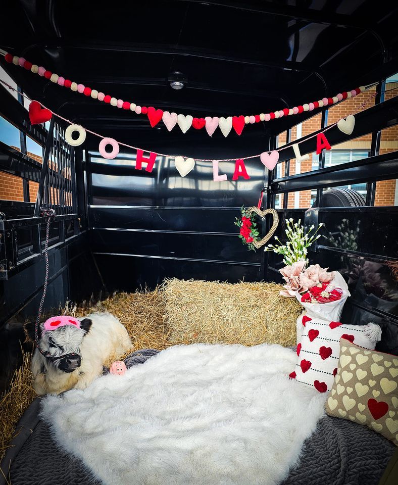 Valentines Micro Baby Cow Cuddles & Photos @Rockwell Brewery (Riverside Location), Rockwell ...