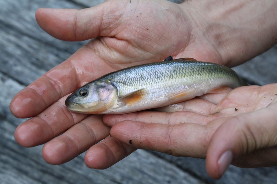 Lunch and Learn: Making Waves in Protecting Michigans Fish , Pierce ...