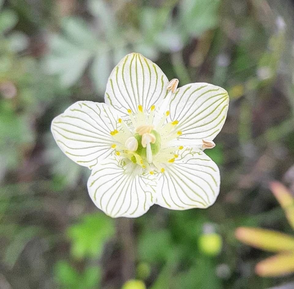 Wildflowers with Walter Muma, 18794 Leslie St, East Gwillimbury, ON L0G ...