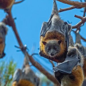 Flying Fox Experience, Thousands of Australias Largest Bat, Sydney ...