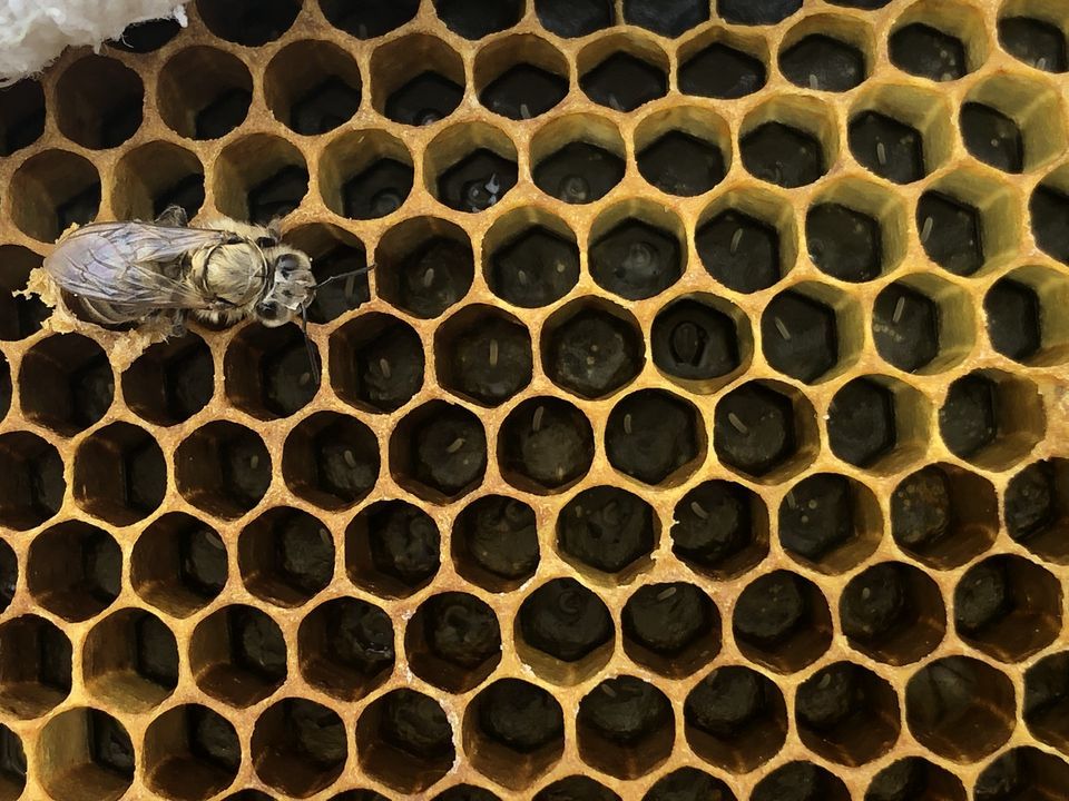 Queen rearing workshop, Swanpool Community Cinema, Alexandra, 1 December to 3 December ...