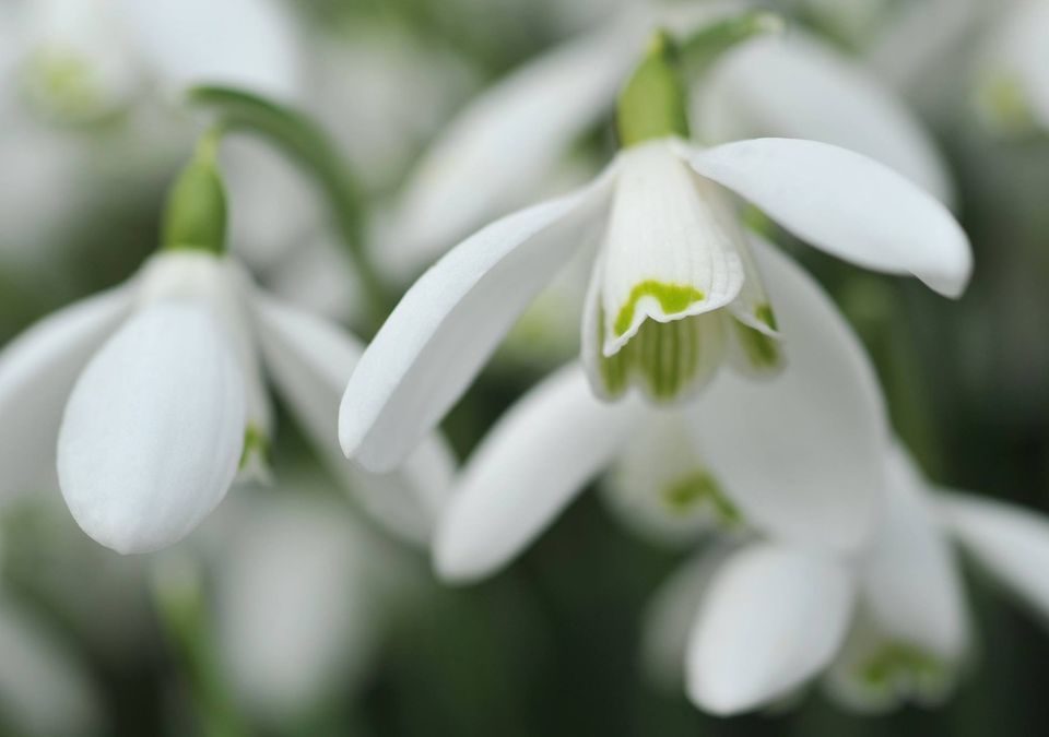 Hopton Hall Snowdrop Walk, Hopton Hall Gardens, Matlock, 1 February ...