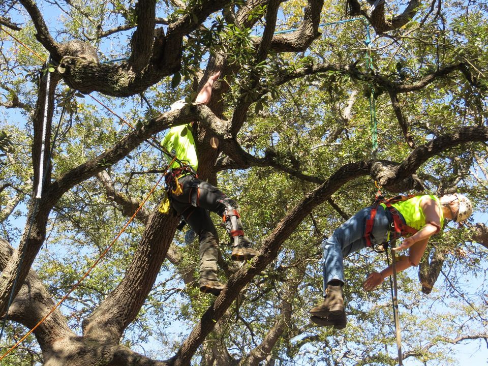 ISA Southern Tree Climbing Championship, East Little Rock Community ...