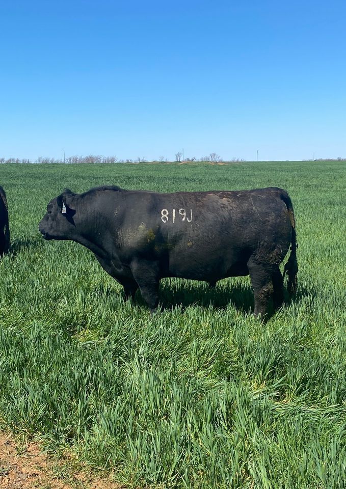 Special Registered Angus Bull Sale , Hobart Stockyards, 30 March 2024 ...