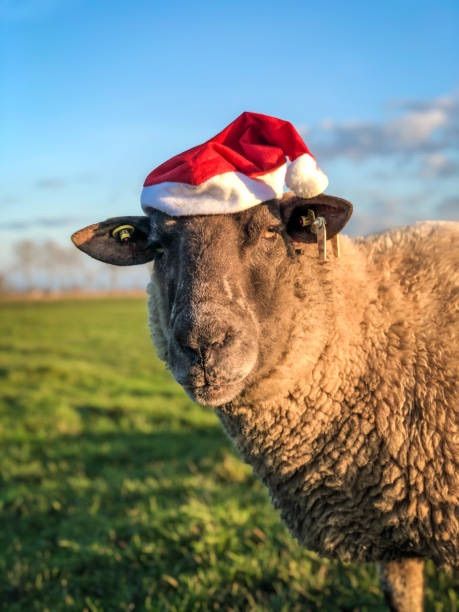 Christmas Quest, Ramsey Rugby Club, 30 December 2023 | AllEvents