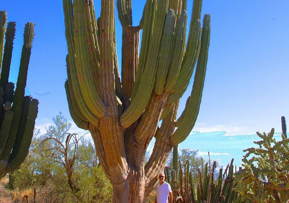 On Growth and Form: Ecology and Evolution of Columnar Cacti, 126 N ...