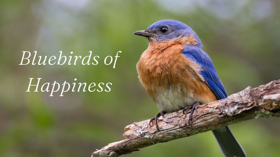 All About Bluebirds! Get Ready for Nesting Season..., 946 Merrimon Ave ...