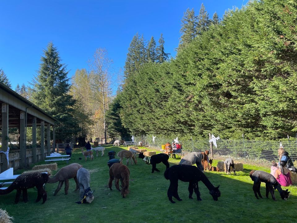 Picnic WITH Alpacas!, Enchanted Farms WA, Duvall, 5 April 2024 | AllEvents