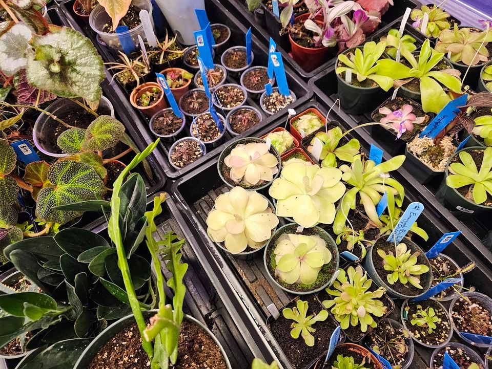 YEG Exotic Plant Crowd, Rare Plant Show In Ponoka, AB, Hosted by Torch ...