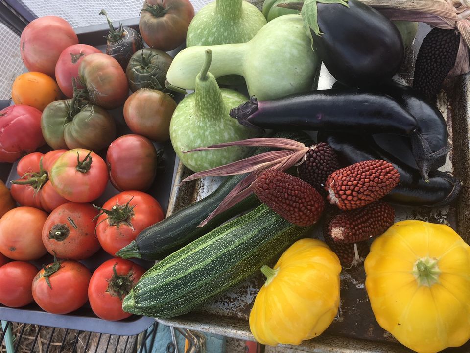 Selecting for Success in the Pacific Northwest: Veggie Varieties that ...