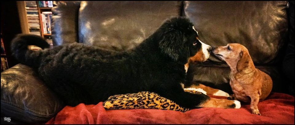 STAR PUPPY EVALUATIONS , Dog Training Club of Chester County (DTCCC ...