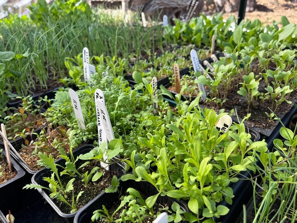 Sesongåpning og plantesalg, Kløftavegen 1, 2022 Gjerdrum, Norge, 20 May ...