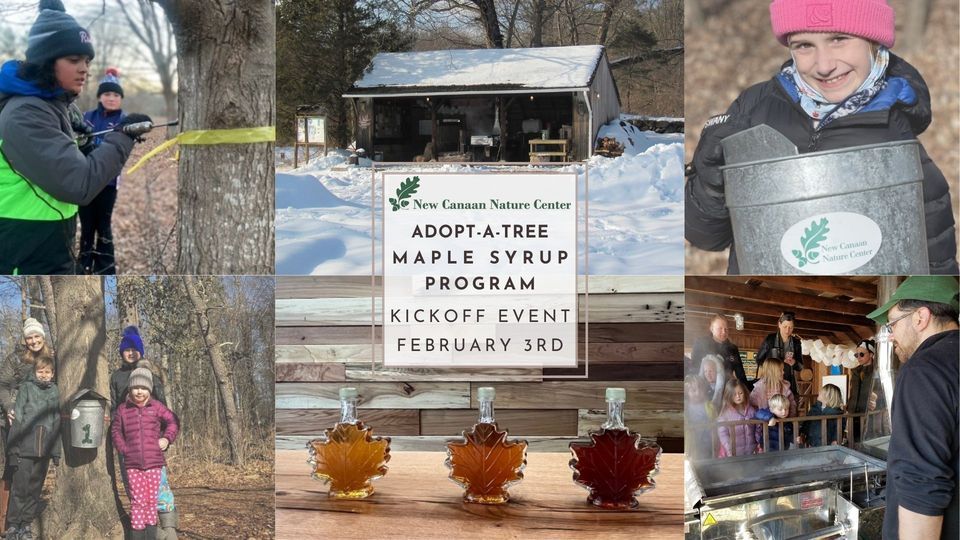 Adopt-a-Tree Maple Syrup Program Kickoff Event, New Canaan Nature Center, February 3 2024 ...