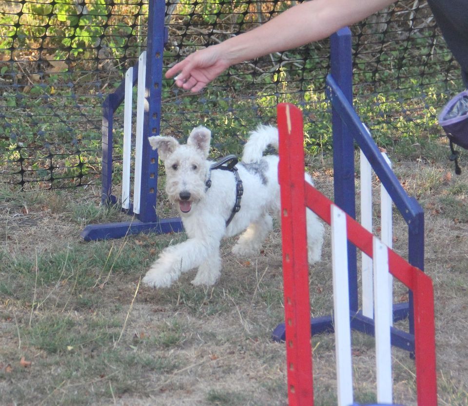 Pre agility Foundation Class, Lound Road, Lowestoft, NR32 5, United ...