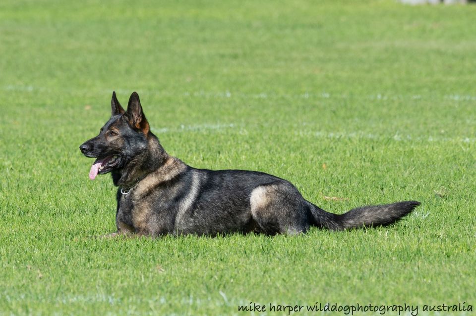 IGP Club Trial | Sydney Dogsport Club, 78A Andrews Rd, Penrith NSW 2750 ...