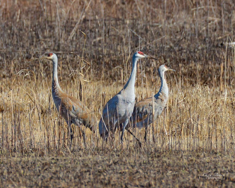 The Sandhill Crane Experience, Goodenow Grove Nature Preserve, Monee ...